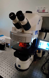 Confocal Microscopy – Dave Adams Lab