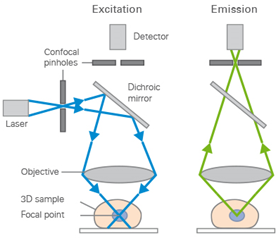Confocal Microscopy – Dave Adams Lab