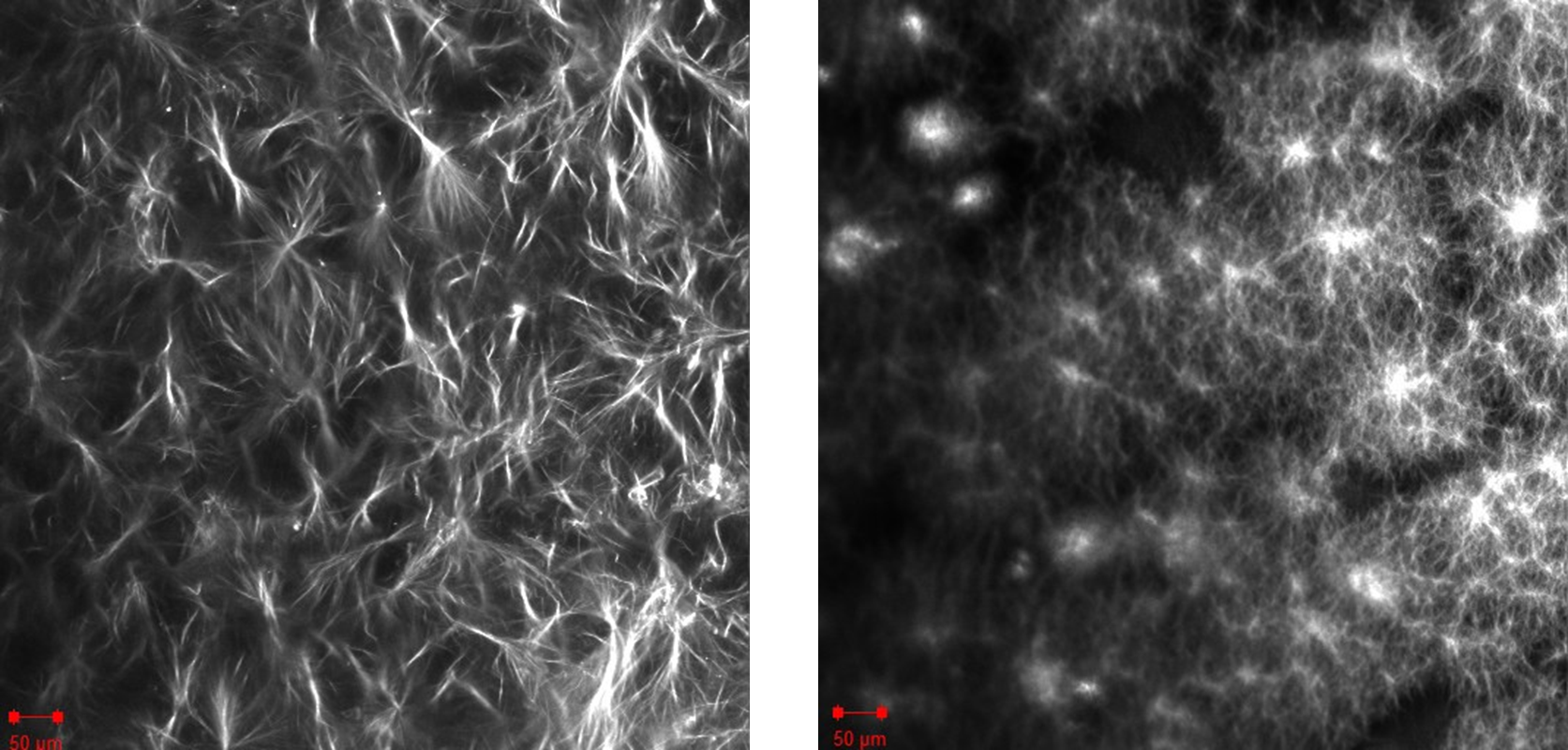 Confocal Microscopy – Dave Adams Lab